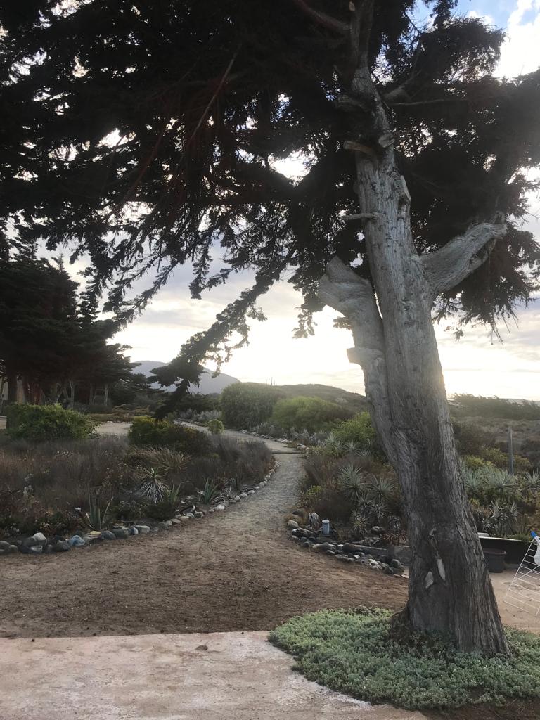 El Proyecto Arbolado Urbano nace de la ciudadanía y alcanzó apoyo ...